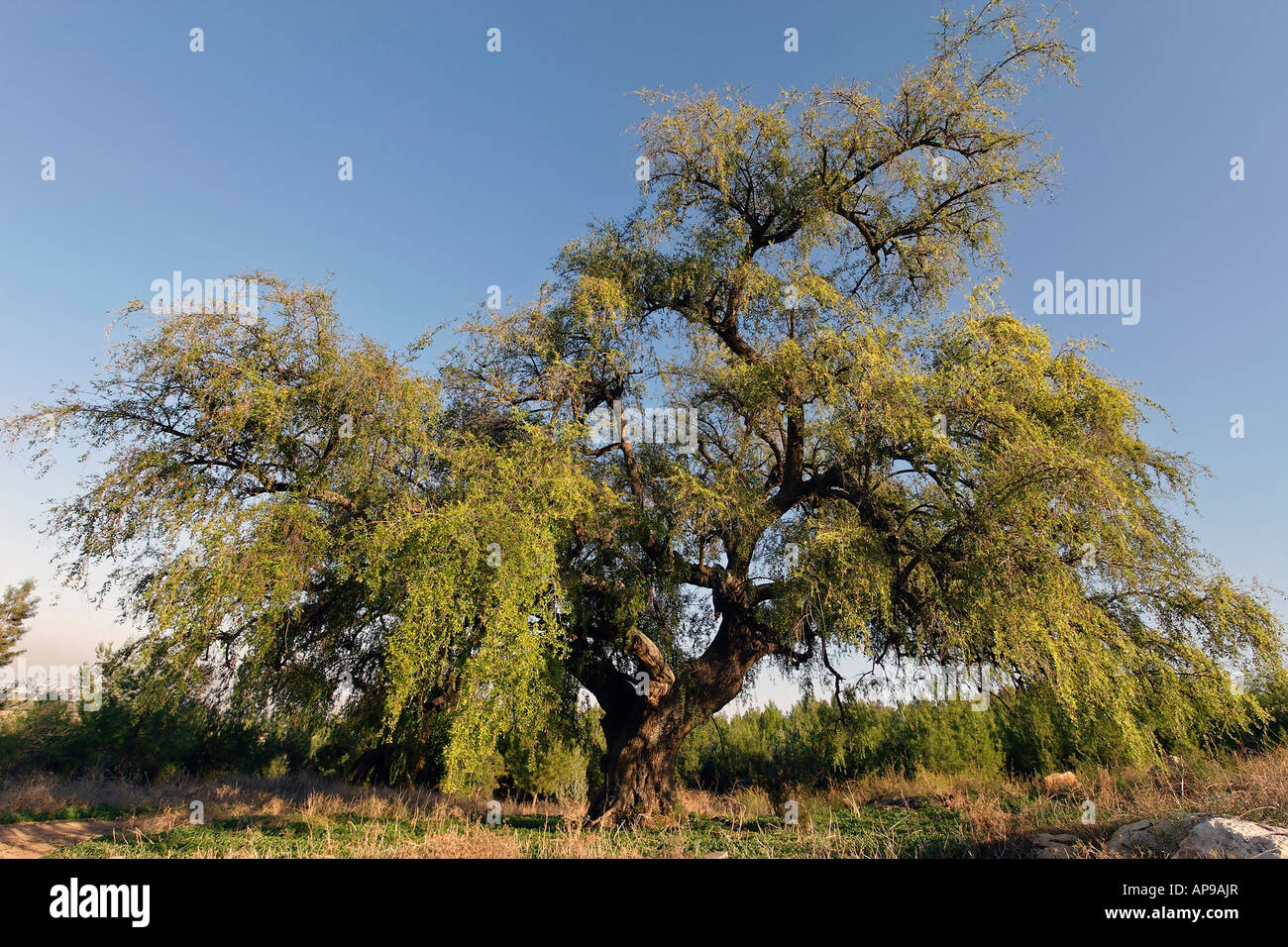 Israel the Shephelah Jujube tree in Tel Hadid Stock Photo - Alamy