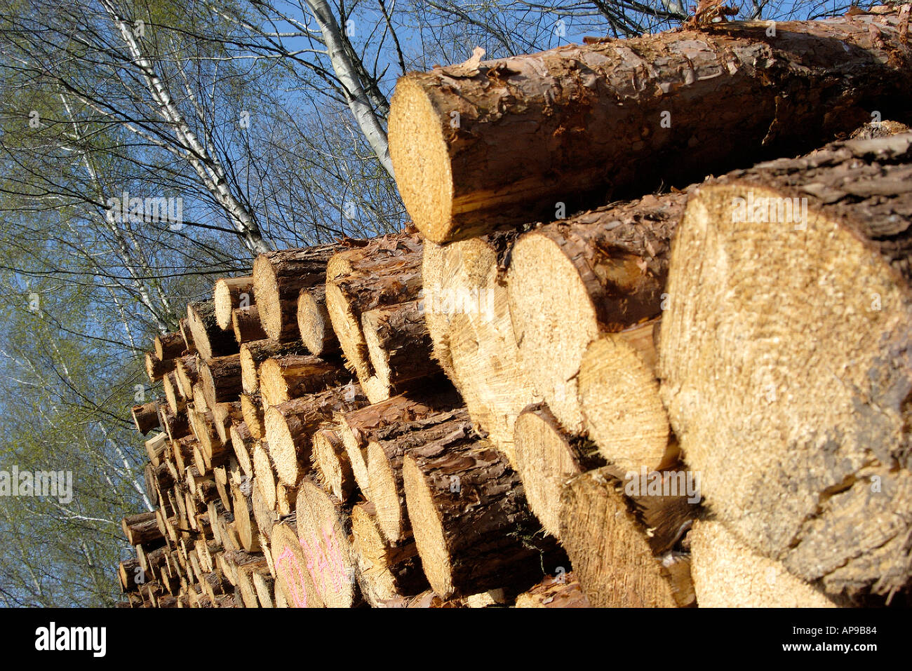 Pile of trees Stock Photo - Alamy