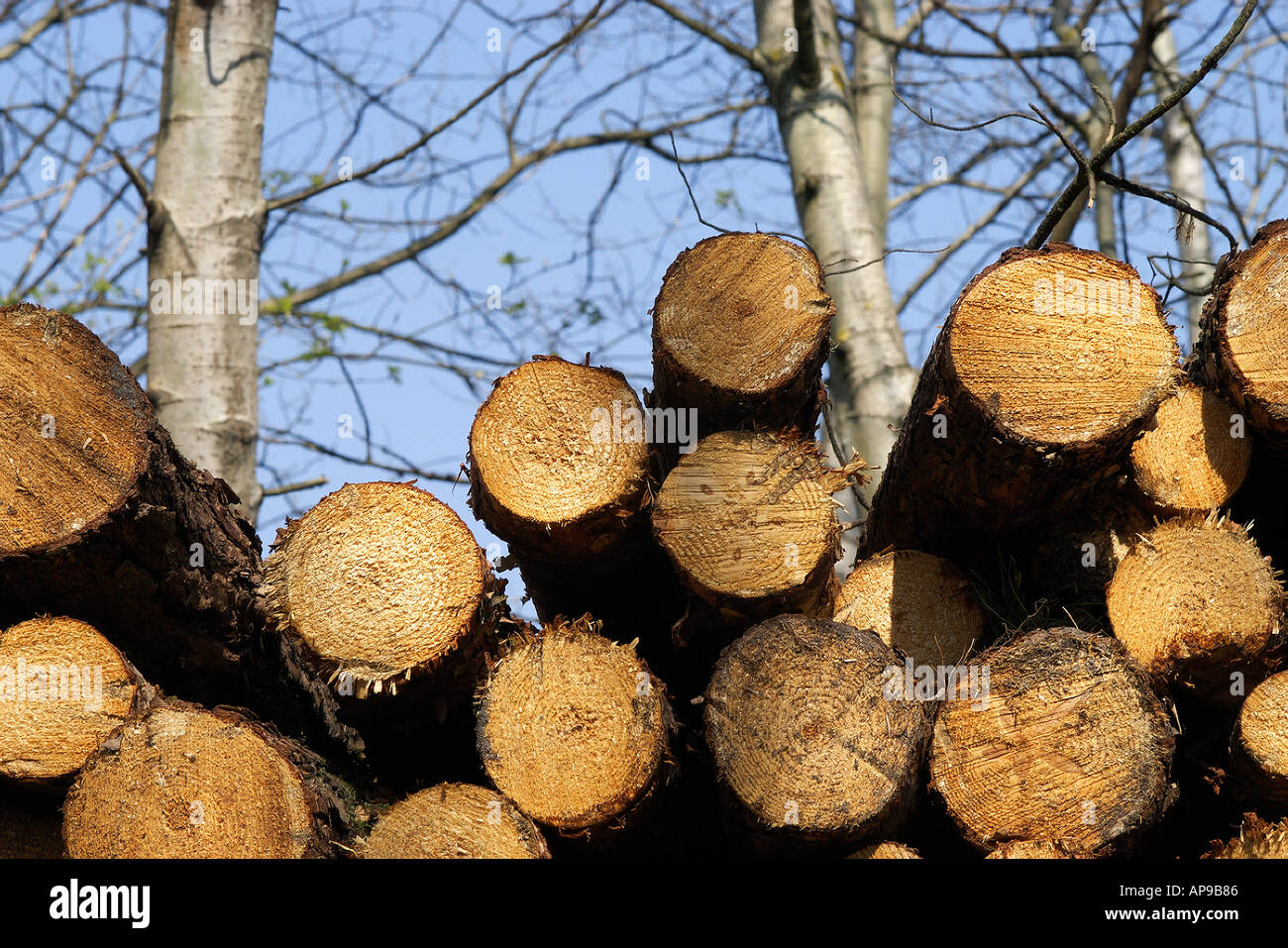 Pile of trees Stock Photo - Alamy