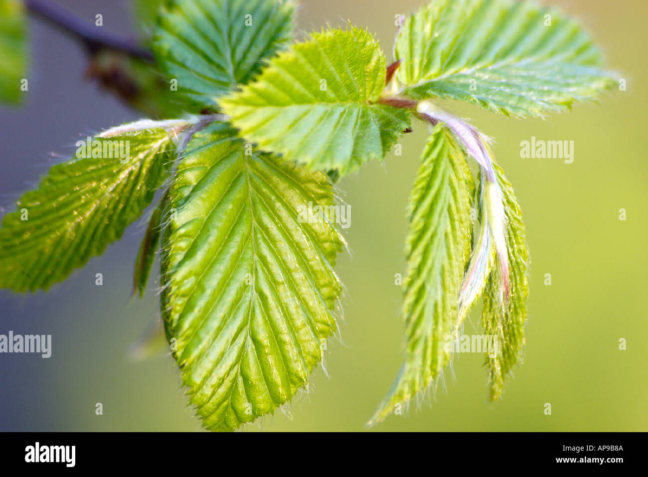 hornbeam leaves capinus betulus Stock Photo - Alamy