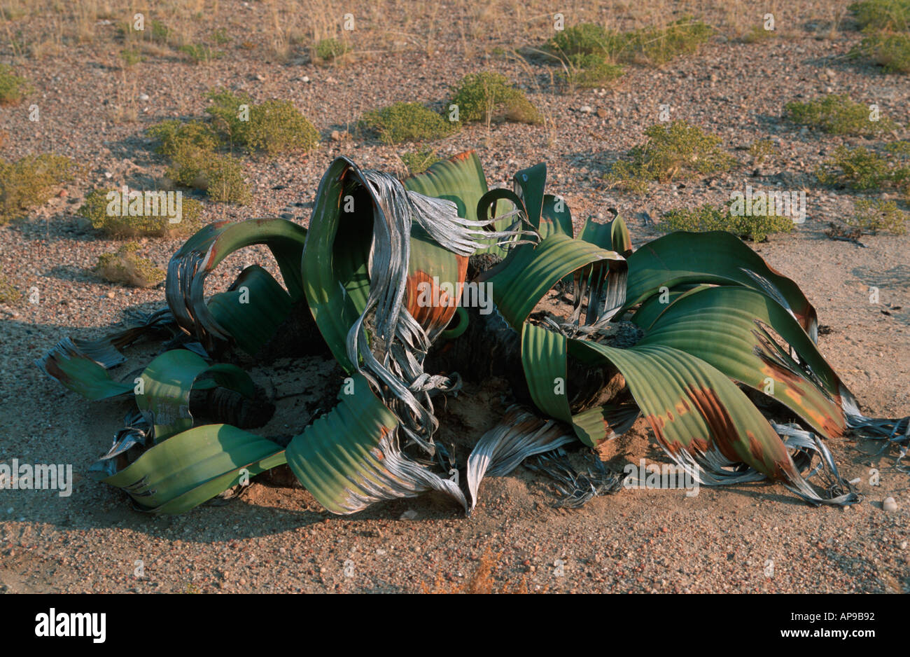 Welwitschia Plant On Desert High Resolution Stock Photography and ...