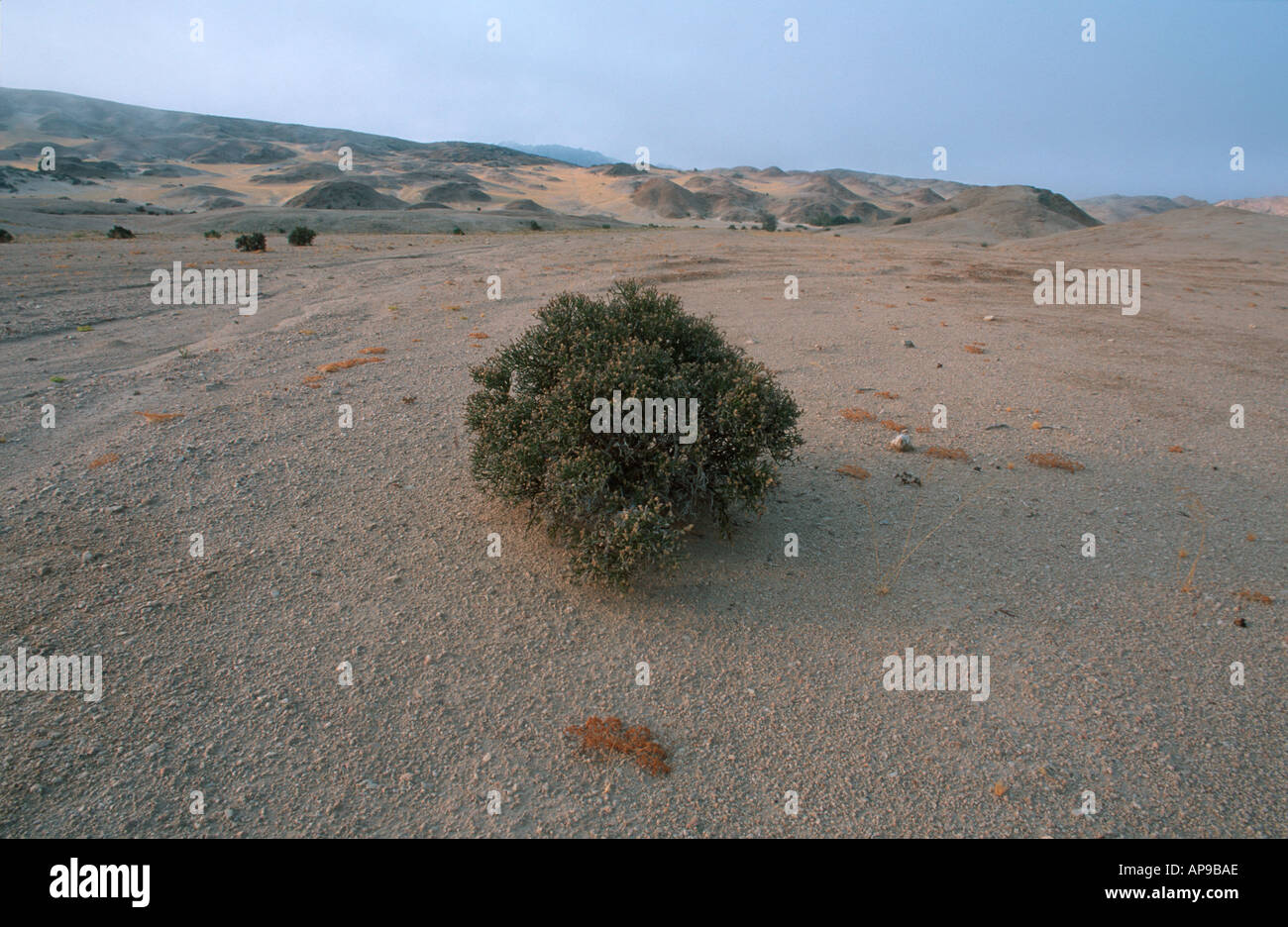 Desert landscape Welwitschia Nature drive Swakopmund Namibia 2000 Stock ...