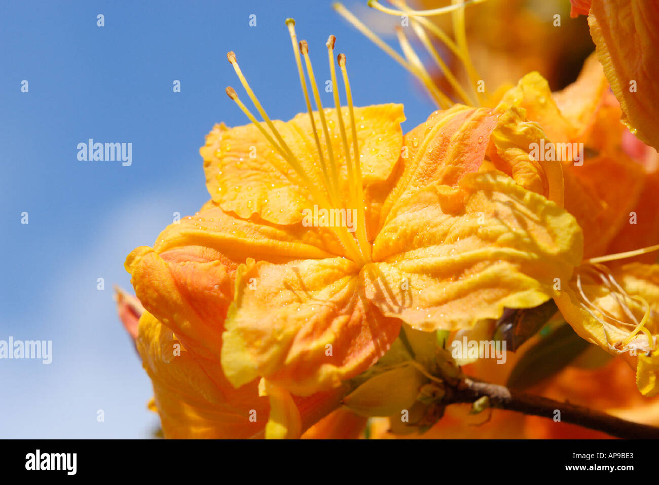 Full bloom azalea hi-res stock photography and images - Alamy
