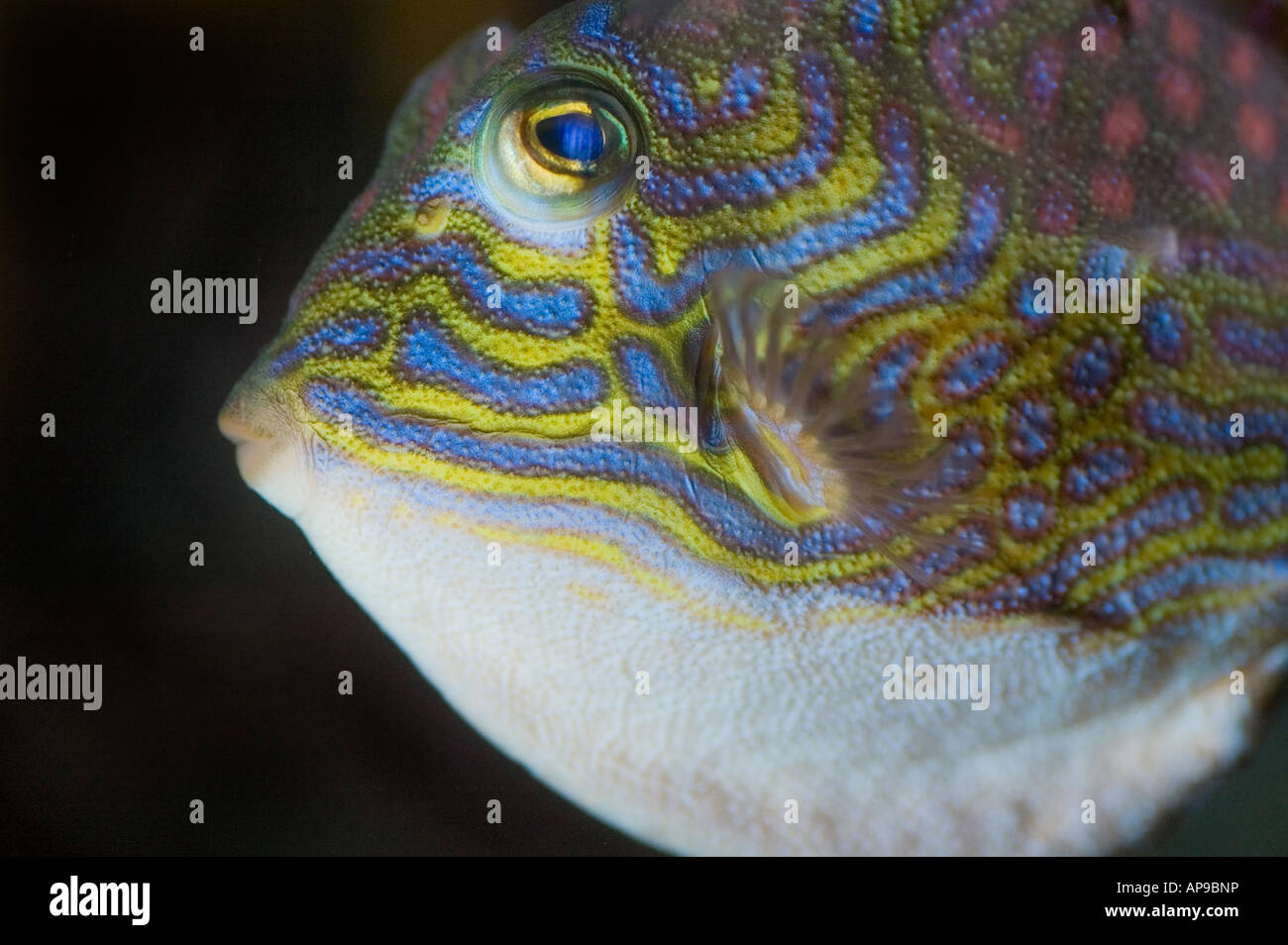 ornate cow fish Stock Photo - Alamy