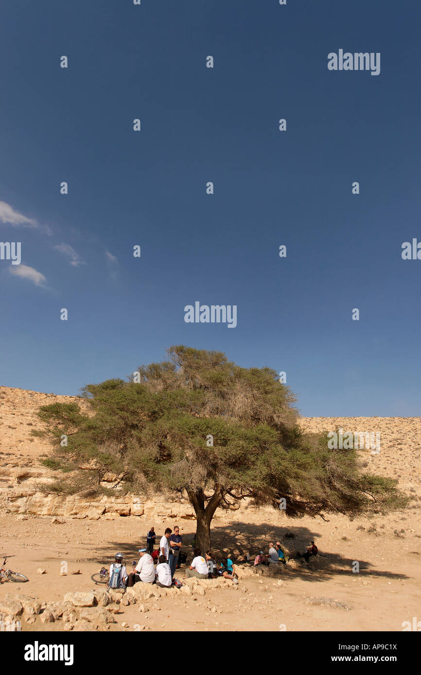 Israel Acacia tree in the Negev desert Stock Photo - Alamy