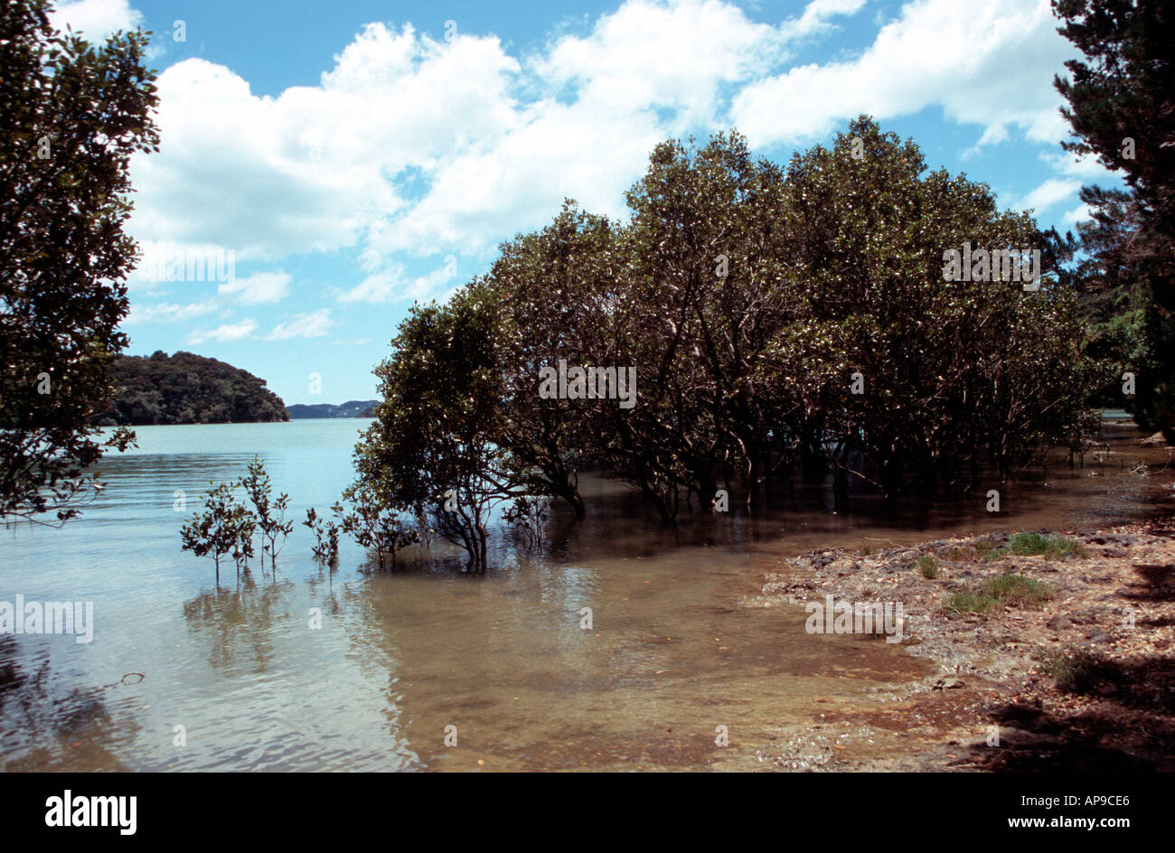Huge mangrove tree hi-res stock photography and images - Alamy