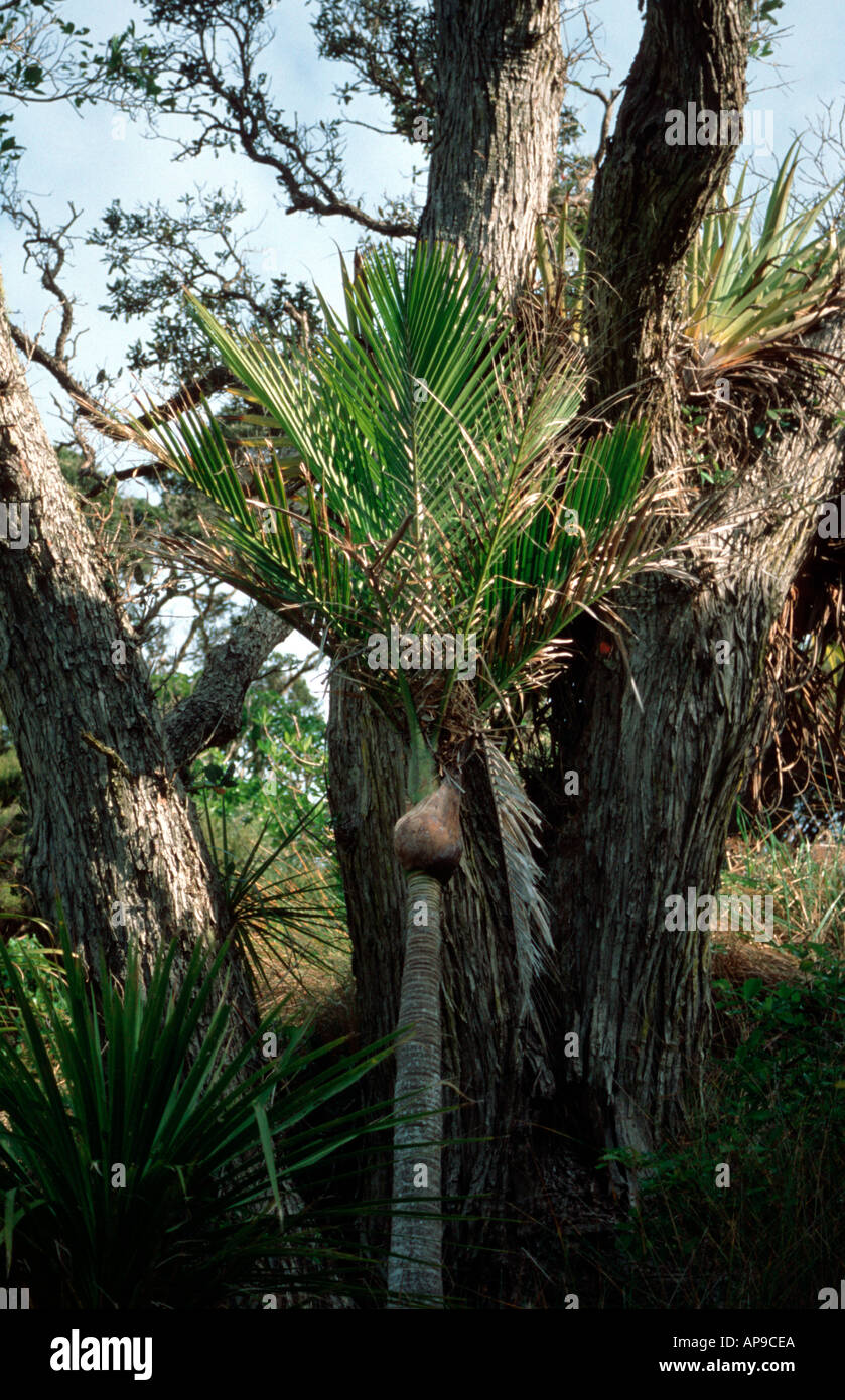 Nikau Palms Stock Photos & Nikau Palms Stock Images - Alamy