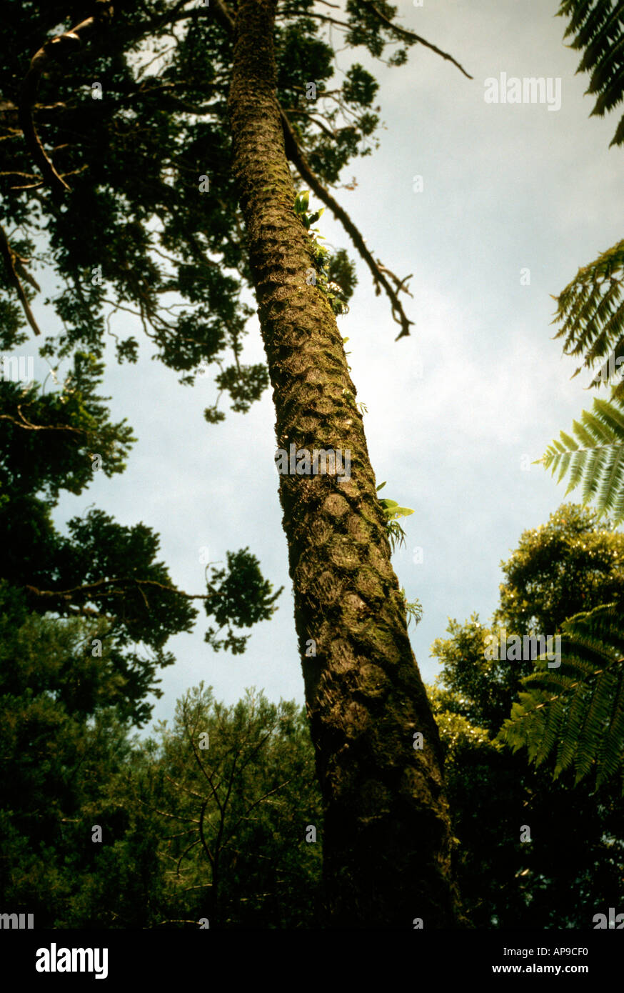 Distinct leaf scars hi-res stock photography and images - Alamy