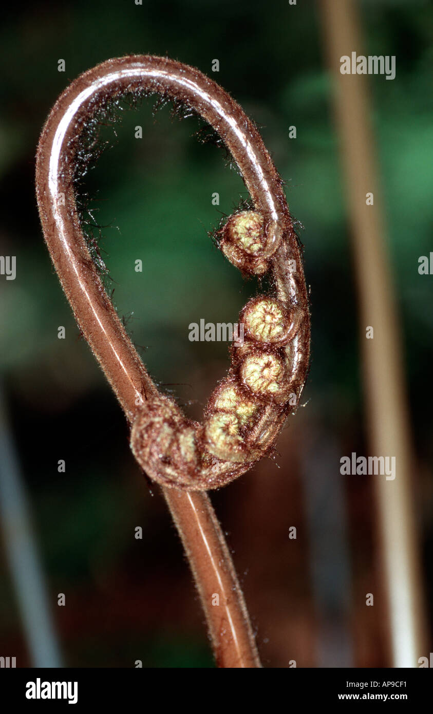 New Zealand Silver Fern Koru Maori symbol of renewing life Stock Photo ...
