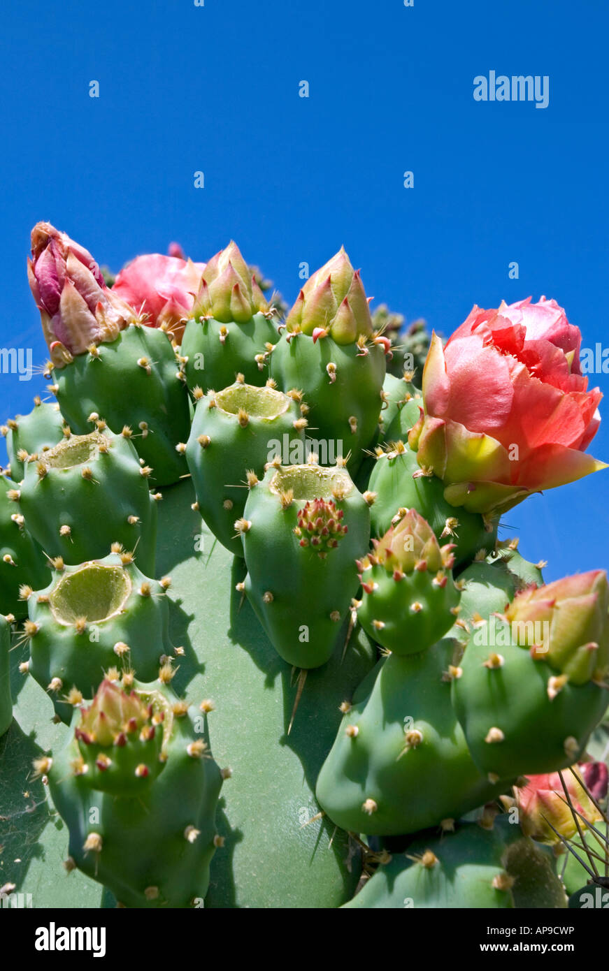 Prickly pear tree.Opuntia ficus-indica.Mallorca Island.Spain Stock ...