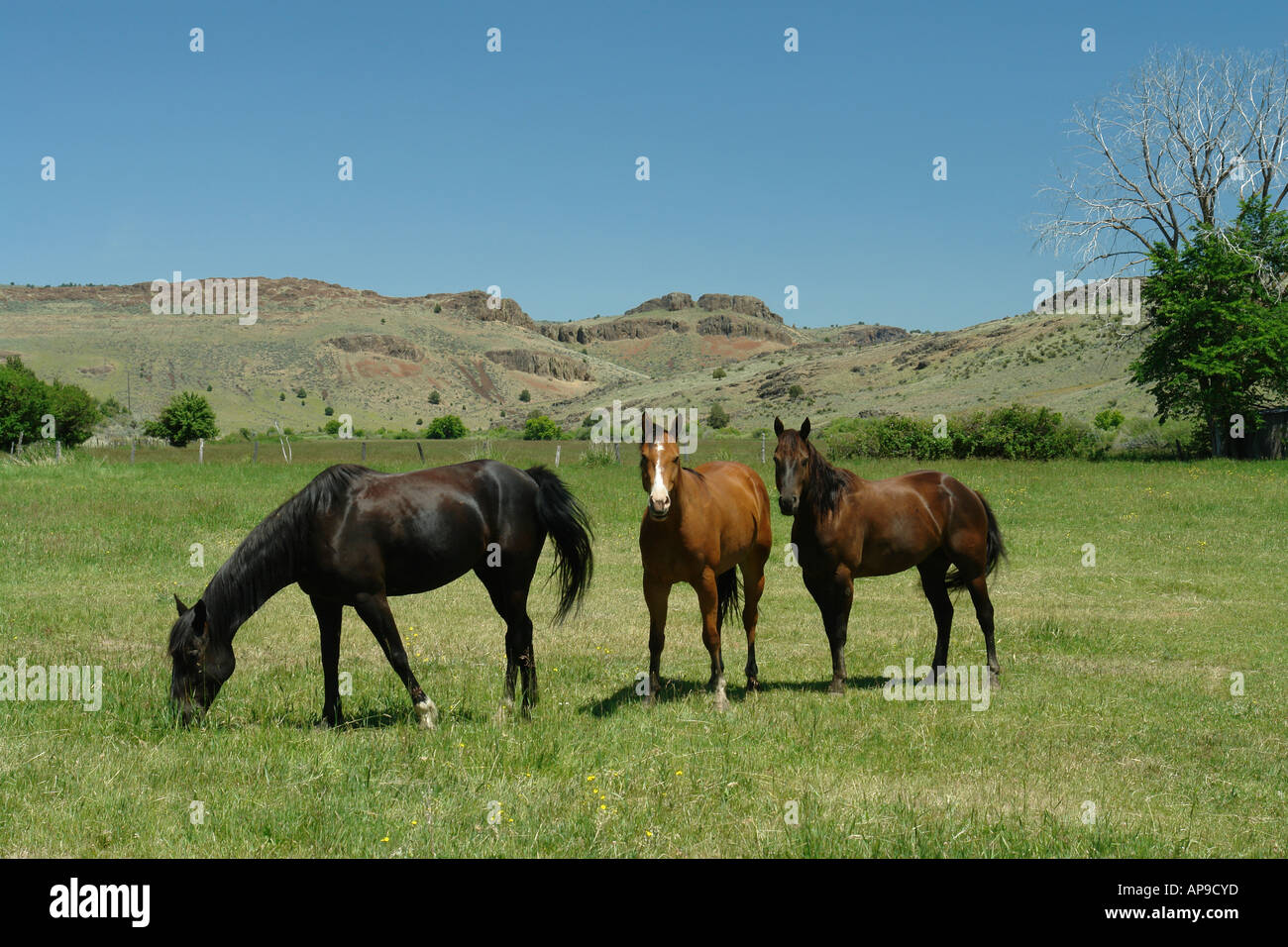 Sheaville hi-res stock photography and images - Alamy