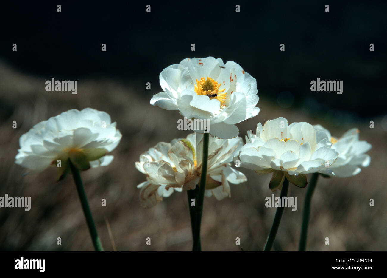 New zealand mountain buttercup hi-res stock photography and images - Alamy