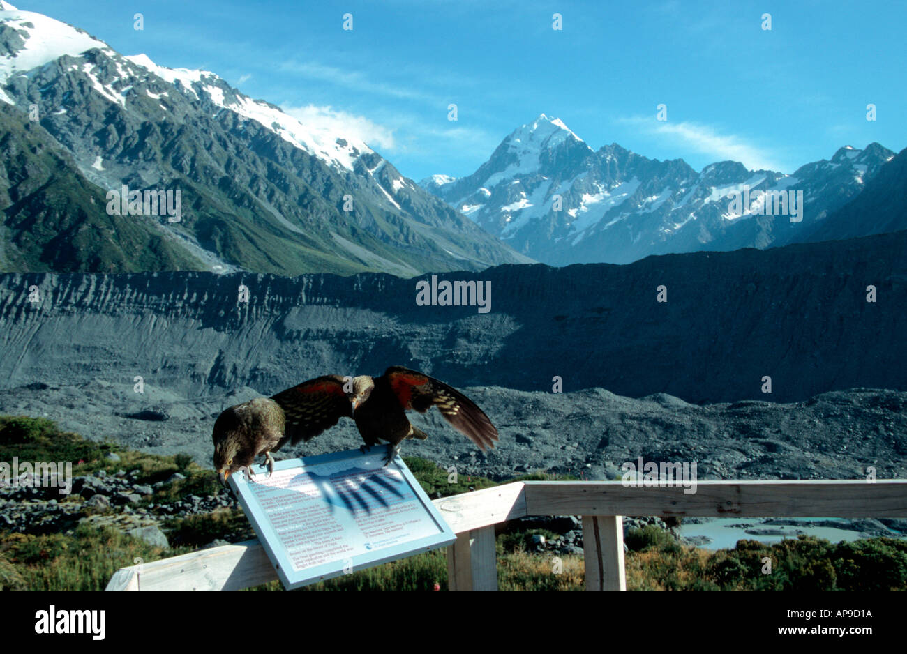 Keas playing and examining sign board at Mt Cook National Park South ...