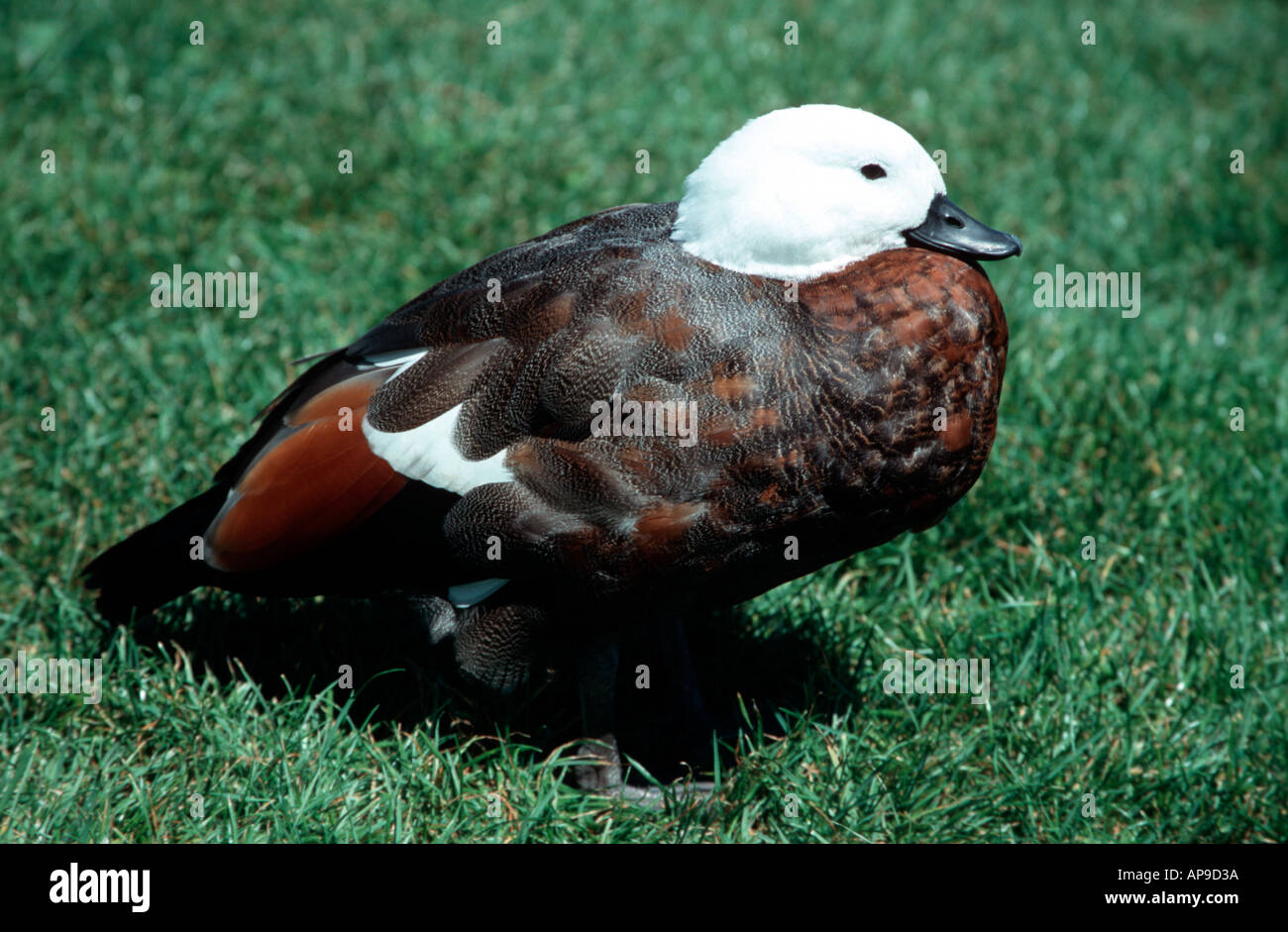 Paradise Shelduck female New Zealand Stock Photo - Alamy