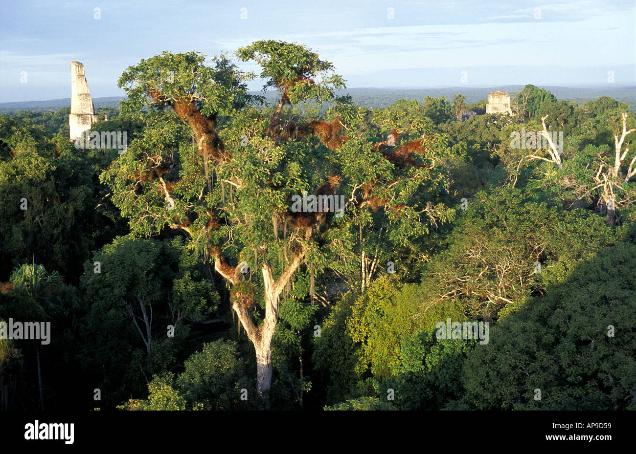 The jungle canopy viewed from the Lost World mundo perdido Tikal El ...