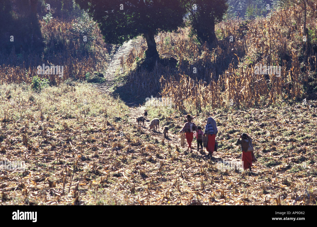 Ixil Maya women and children from Chajul cross maize fields to reach ...