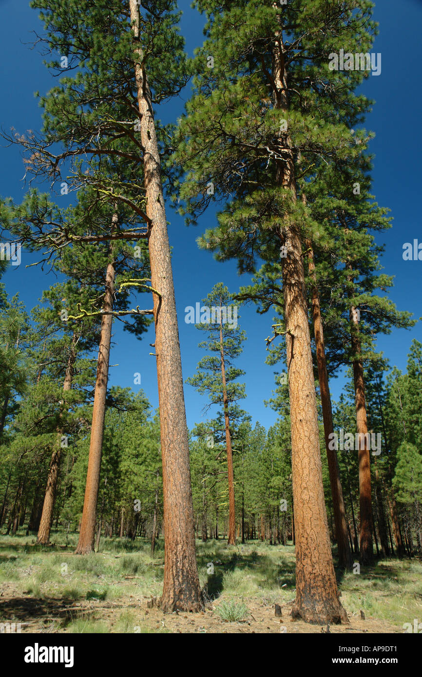 United oregon coast pine trees hi-res stock photography and images - Alamy