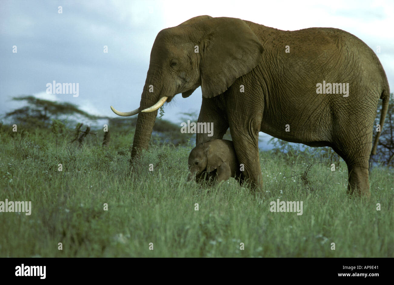 Female mother elephant guarding her tiny baby between her front legs ...
