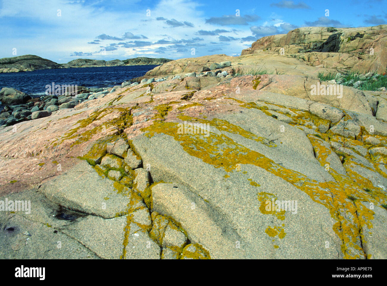 Yellow lichen grows on pink granite on a small island on the west coast ...