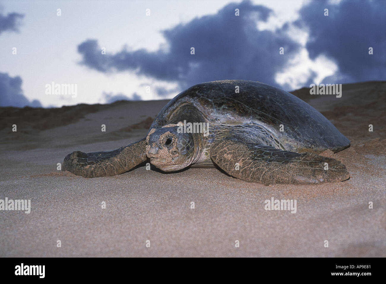 Ascension island turtle hi-res stock photography and images - Alamy