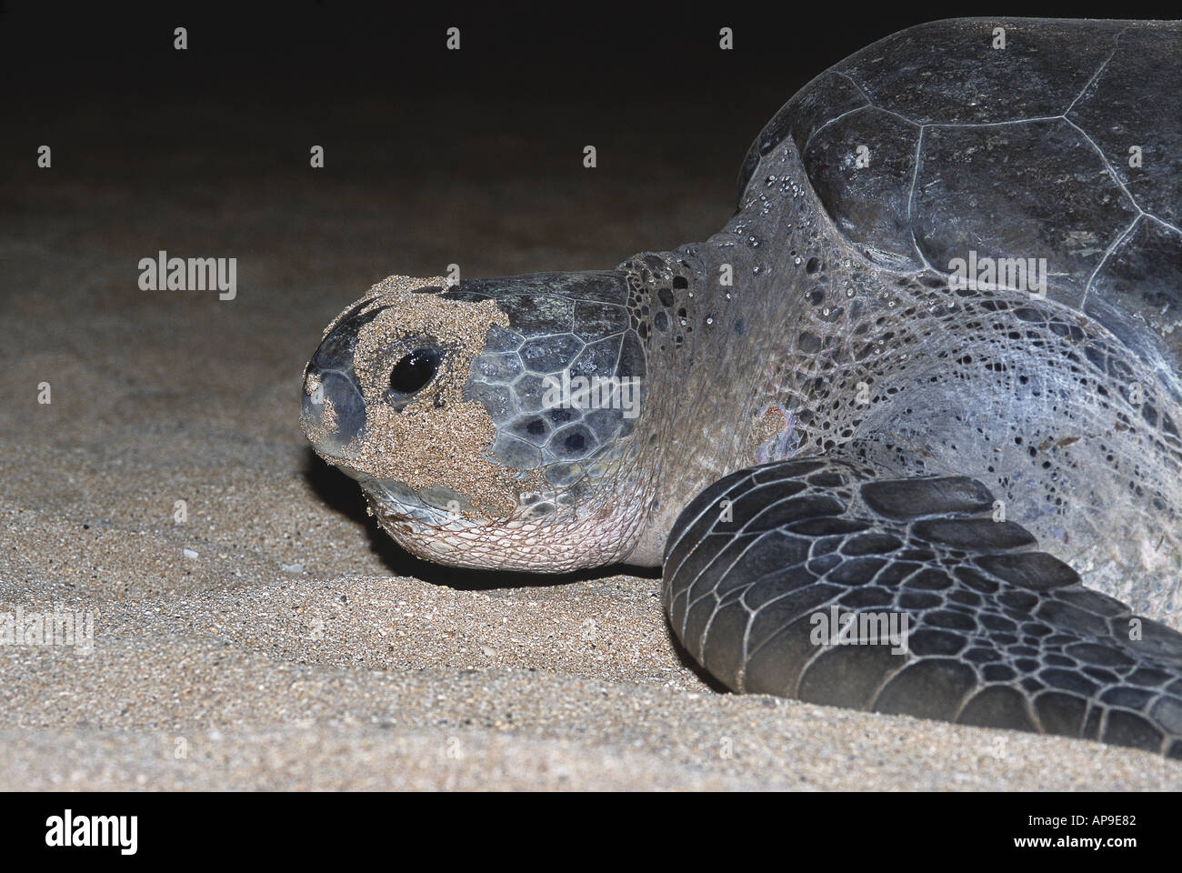 Head turtle hi-res stock photography and images - Alamy