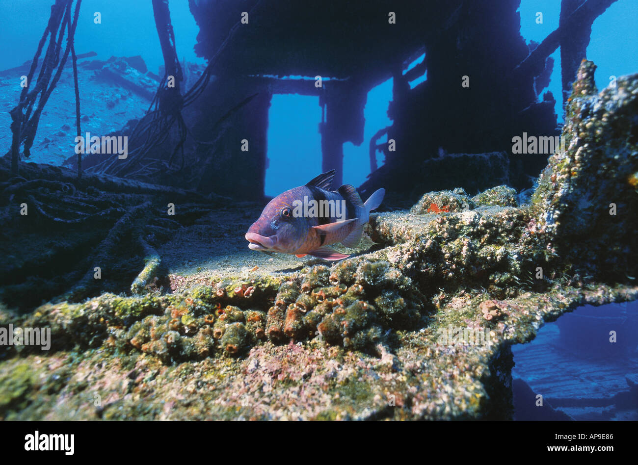 Indian goatfish hi-res stock photography and images - Alamy