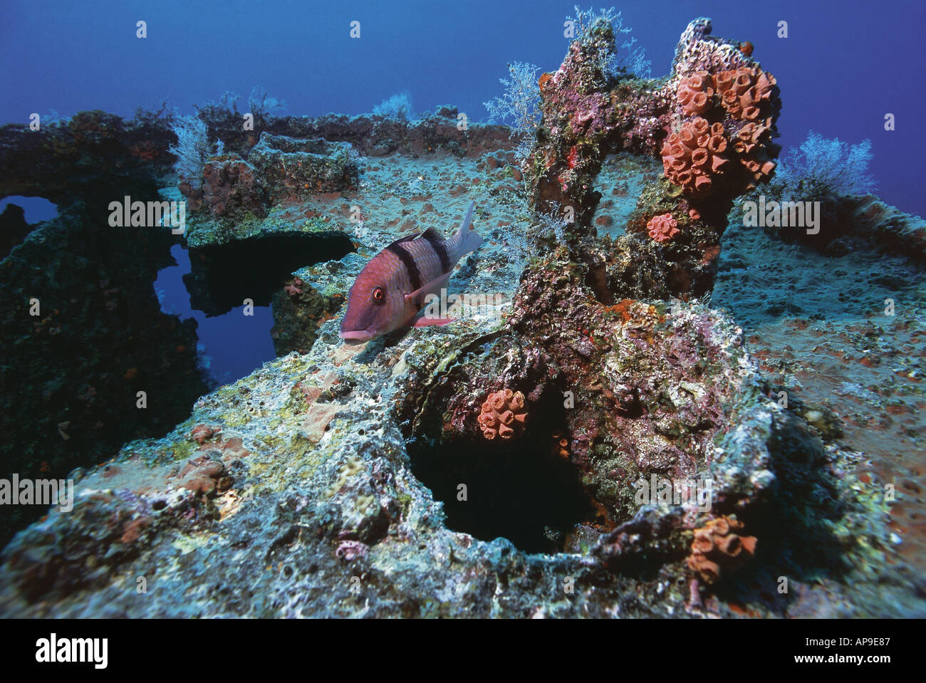 Indian goatfish hi-res stock photography and images - Alamy