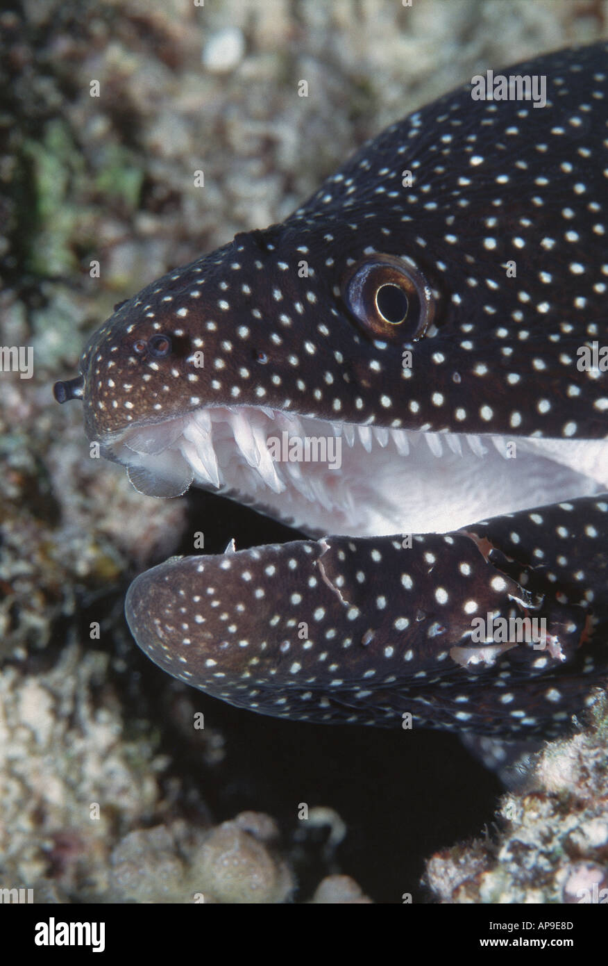White spots eel hi-res stock photography and images - Alamy