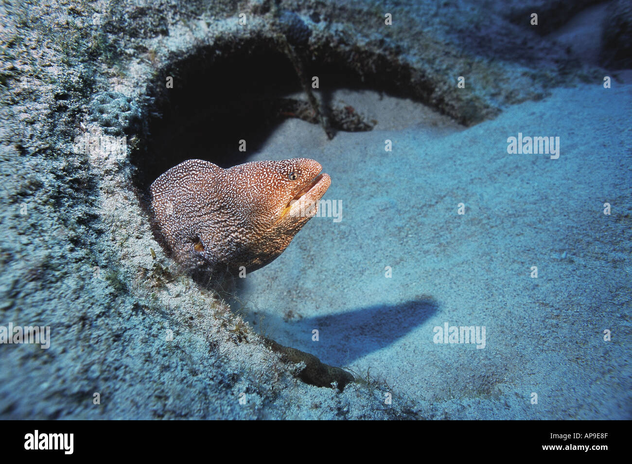 moray eel hidden in a tyre Stock Photo - Alamy