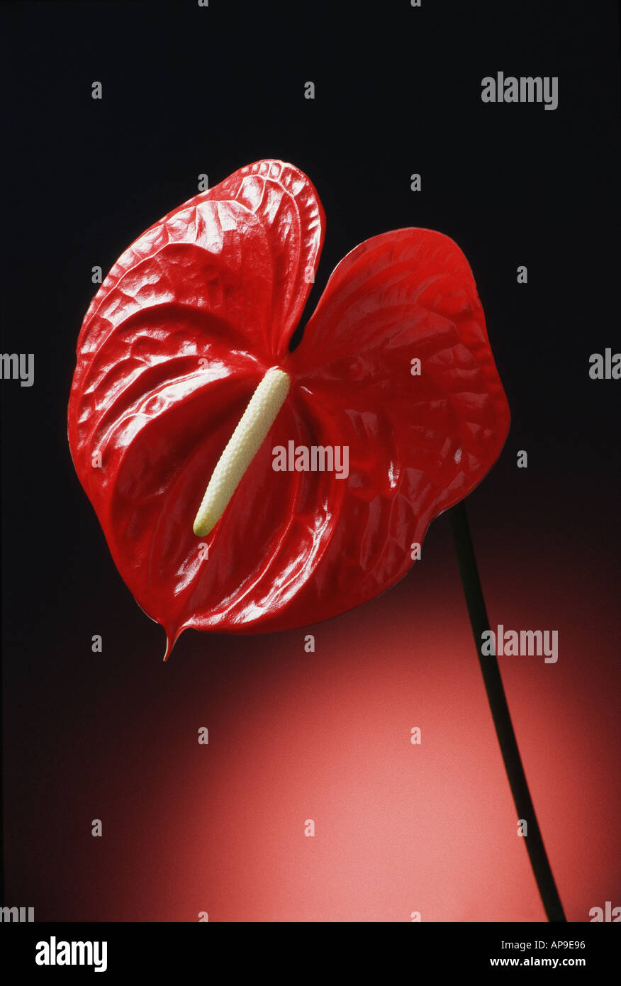 Botany phallic red hi-res stock photography and images - Alamy