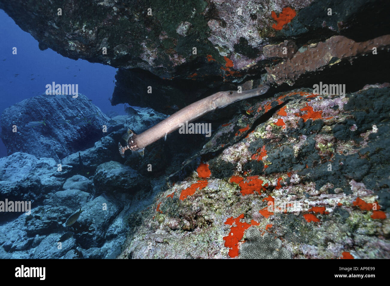 trumpetfish hidden under rocks Stock Photo - Alamy