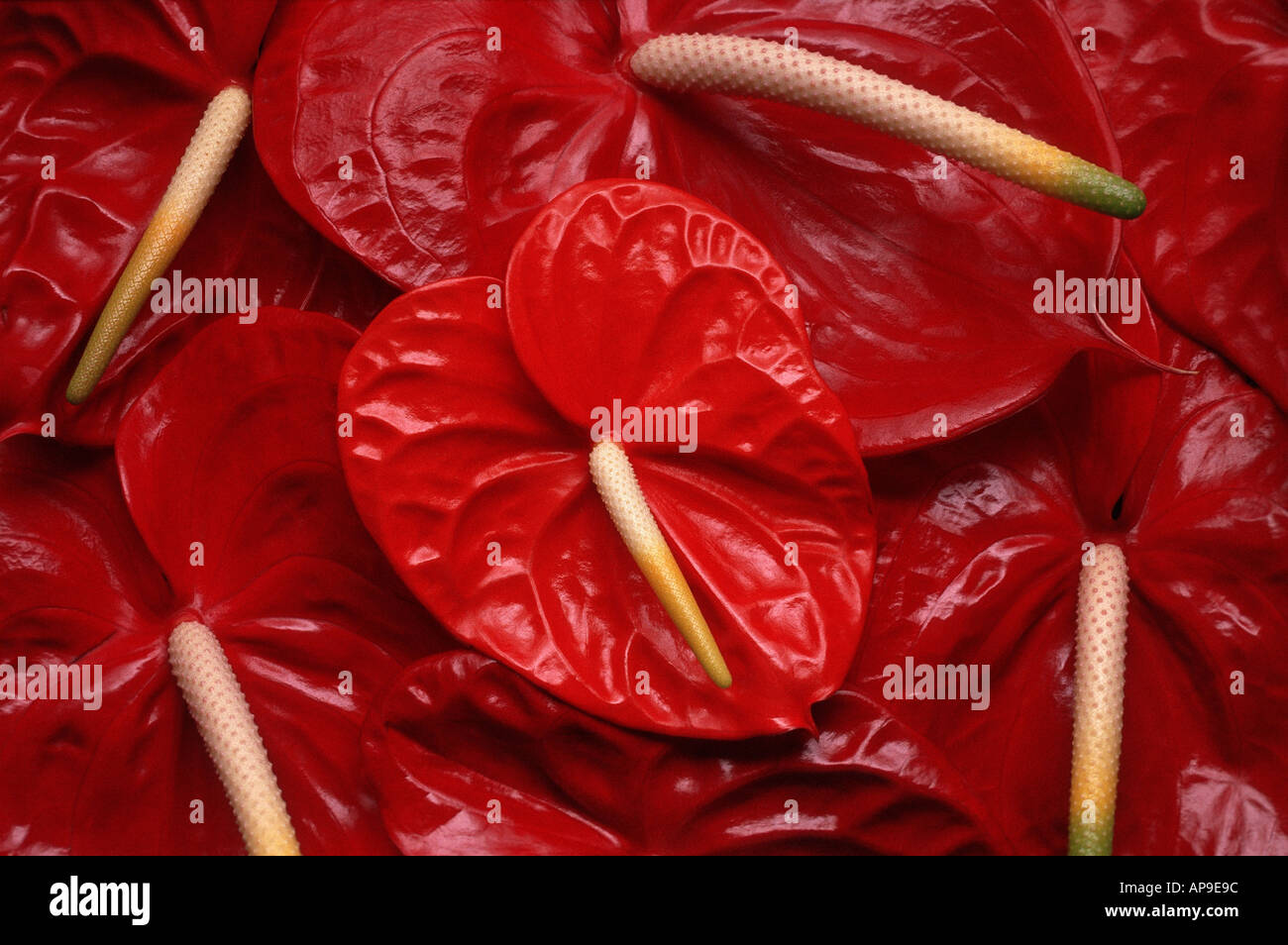 Botany phallic red hi-res stock photography and images - Alamy