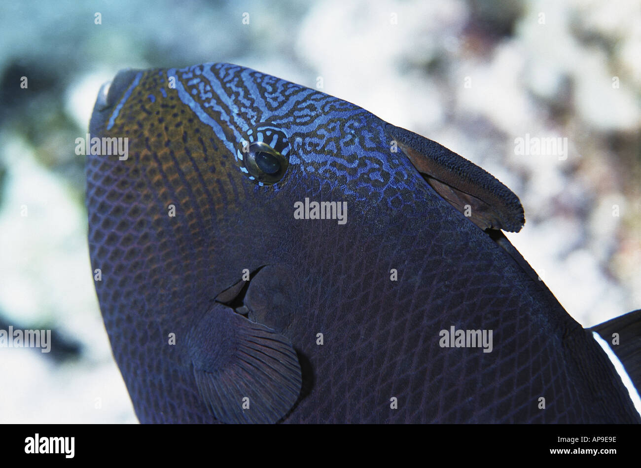 Ascension island fish hi-res stock photography and images - Alamy