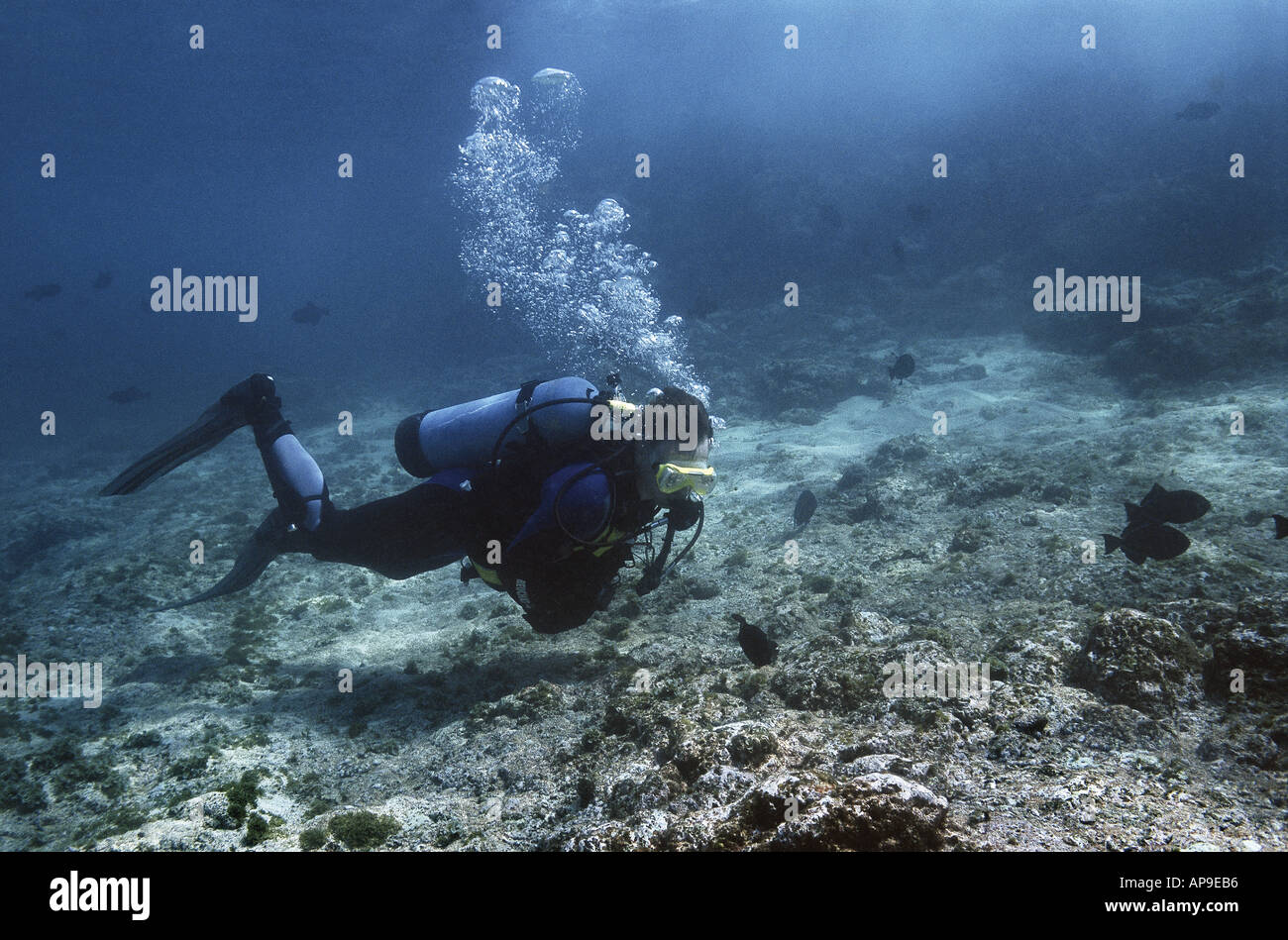 scuba diver swimming on seabed Stock Photo - Alamy