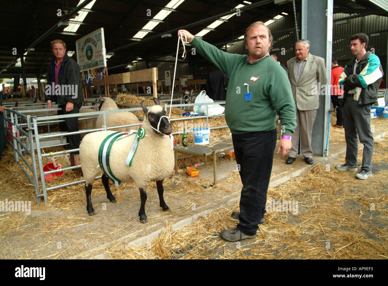 Sheep Royal Welsh Show Builth Wells Powys Wales UK DB1 Stock Photo - Alamy