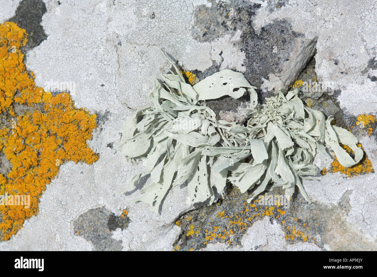 Lichen Ramalina sp possibly R laevigata Carcass Island West Falkland ...