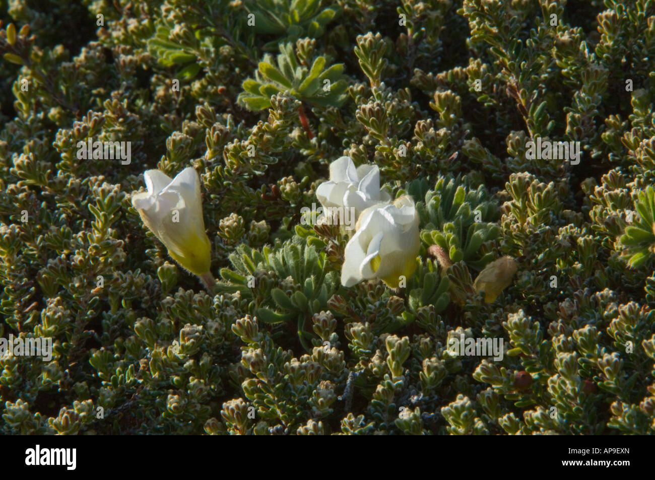 Scurvy grass sorrel (Oxalis enneaphylla) grows among Diddle dee ...