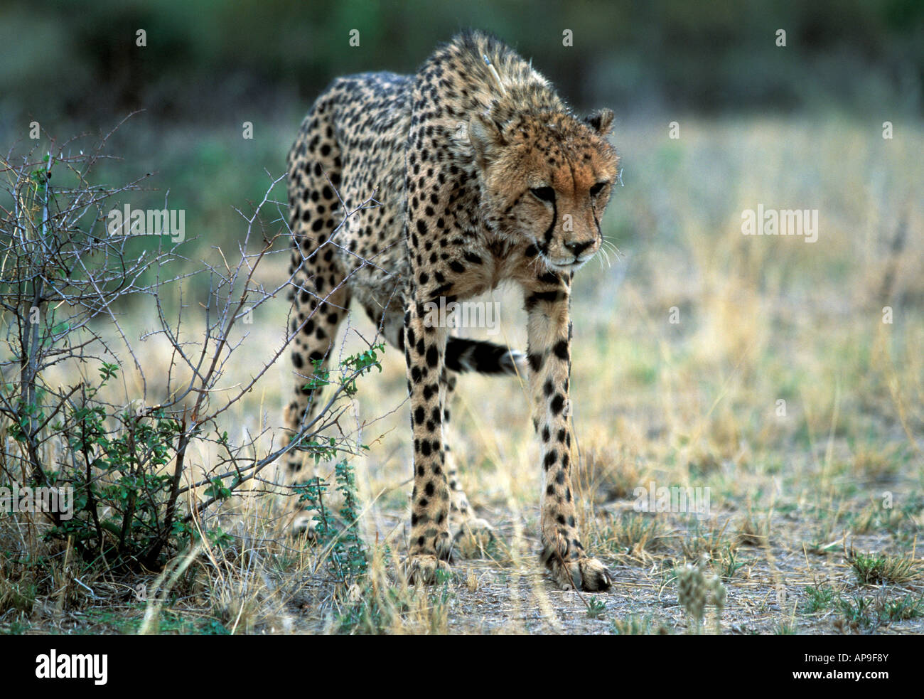 large african cat Stock Photo - Alamy