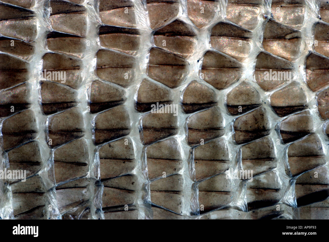 Close up of alligator lizard Gerrhonotus skin that has been shed Stock ...