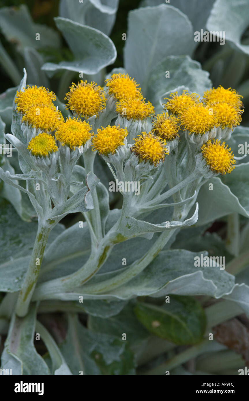 Sea cabbage Senecio candicans flowers on the shore of Shedder Pond ...