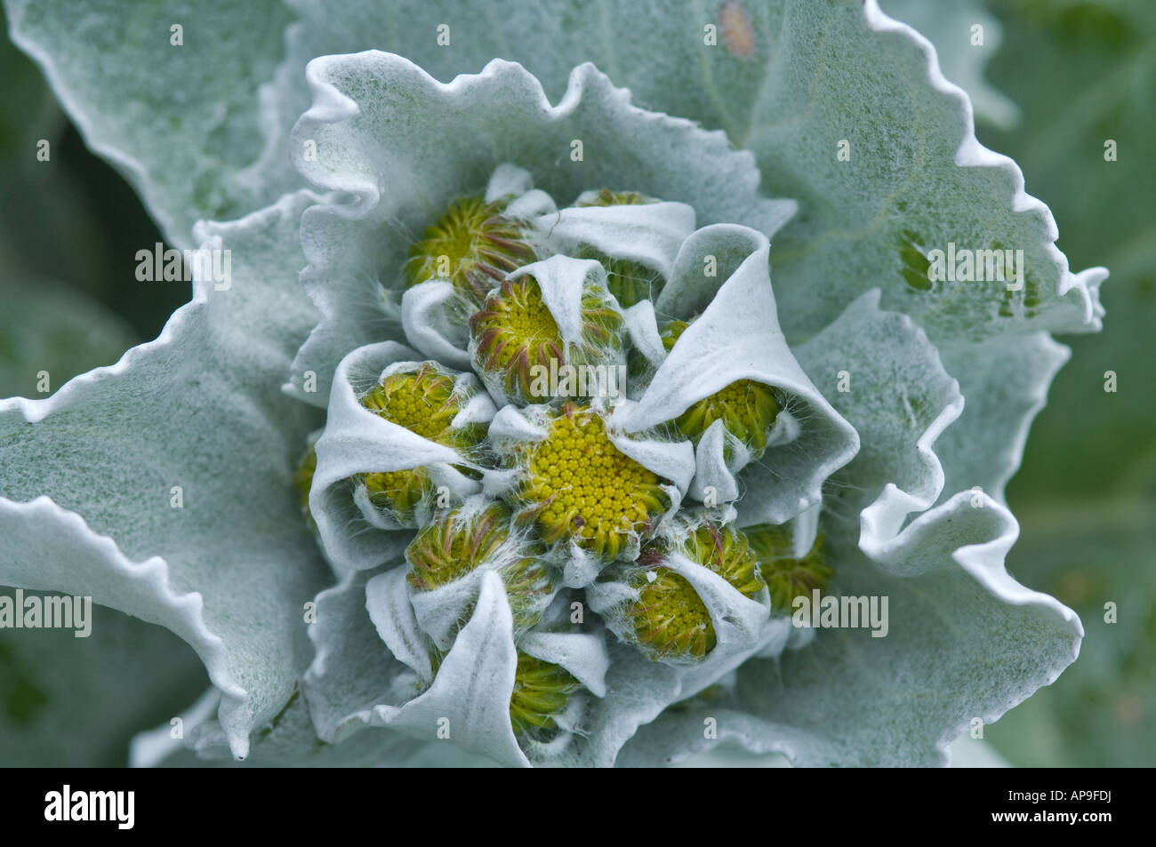 Sea cabbage Senecio candicans flowers on the shore of Shedder Pond ...