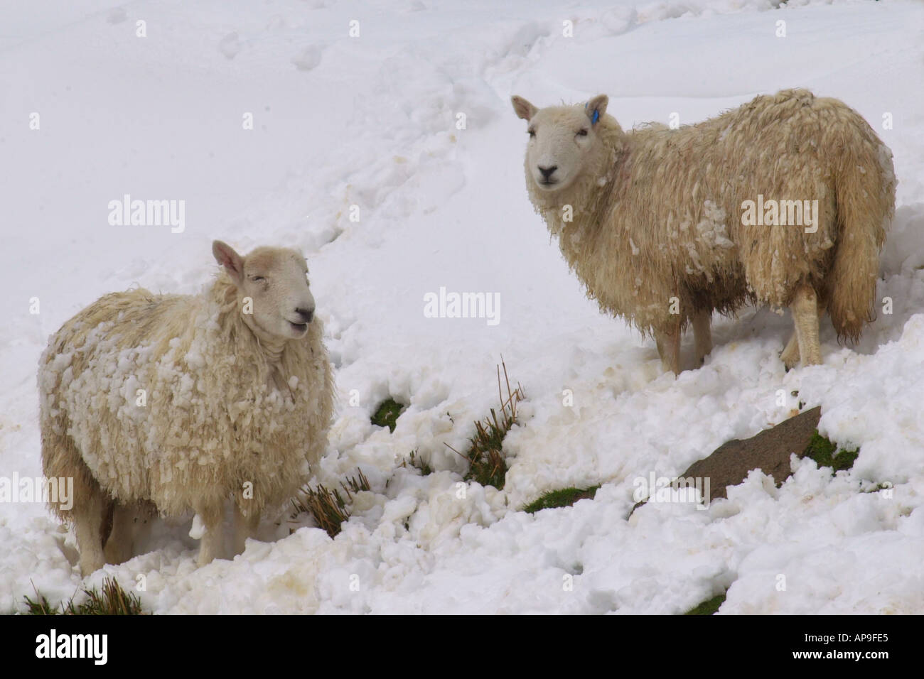 Sheep foraging for food in winter snow on the Brecon Beacons Powys ...