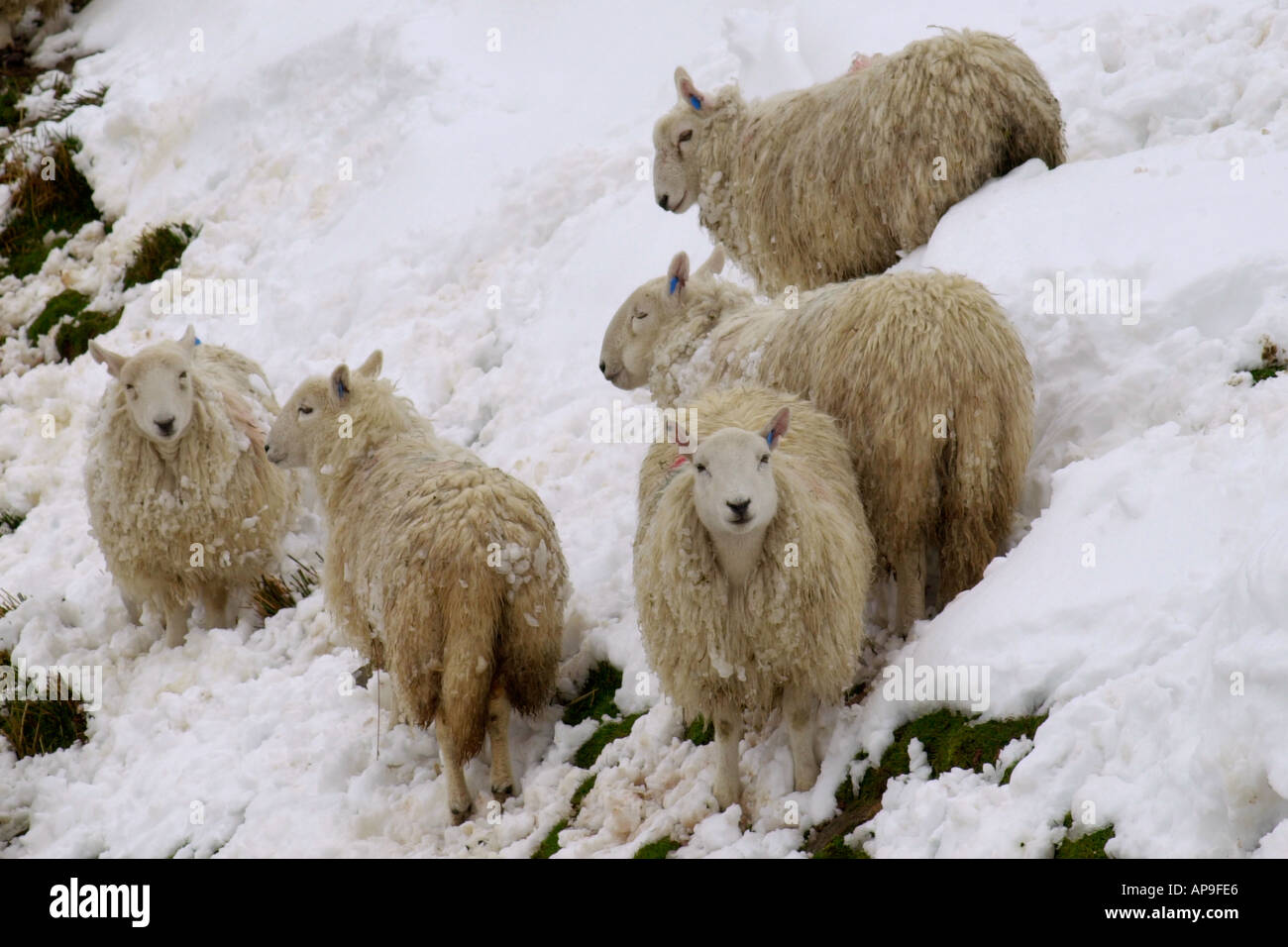 Sheep in the snow in the Brecon Beacons National Park at Storey Arms ...