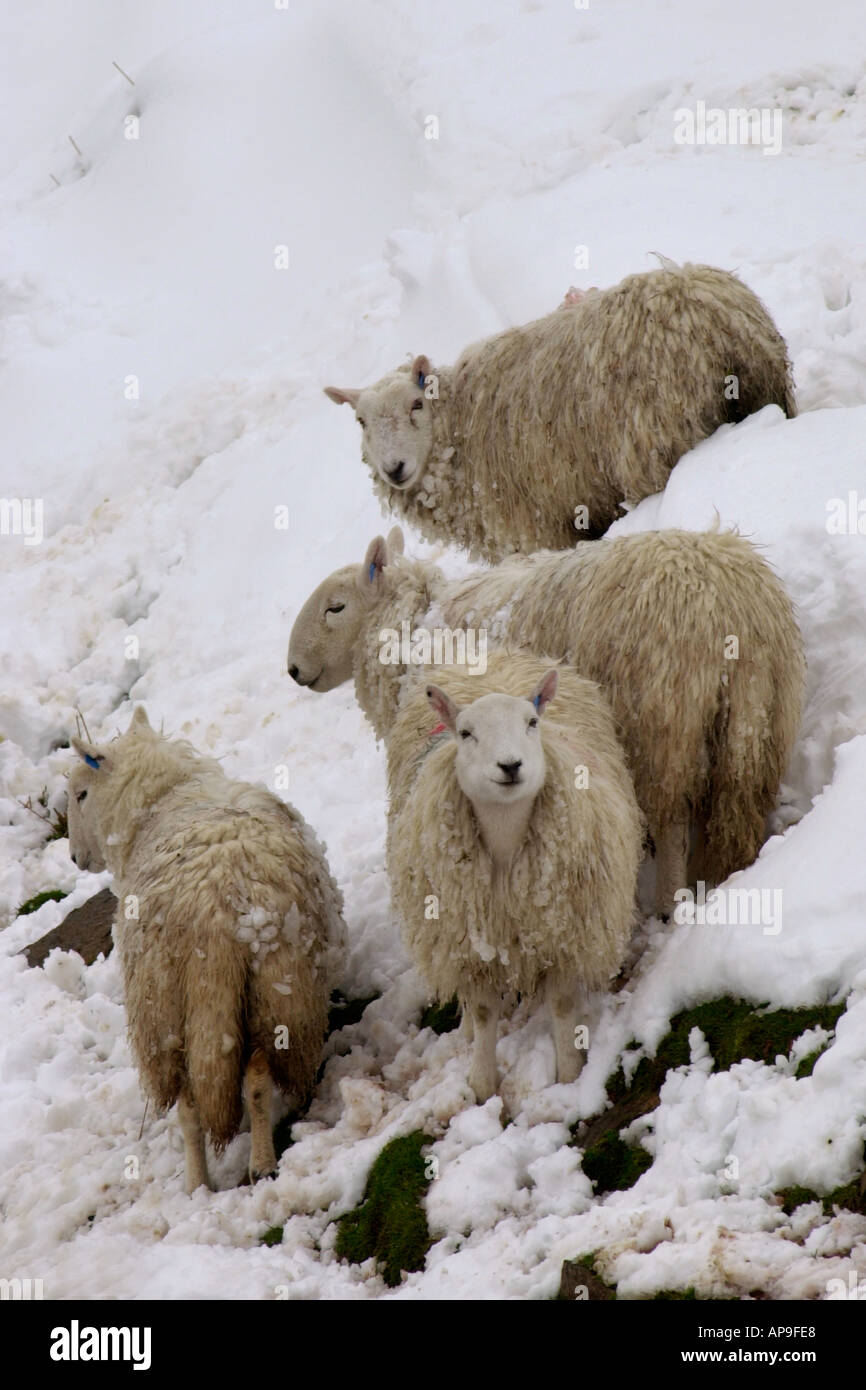 Hefted sheep hi-res stock photography and images - Alamy