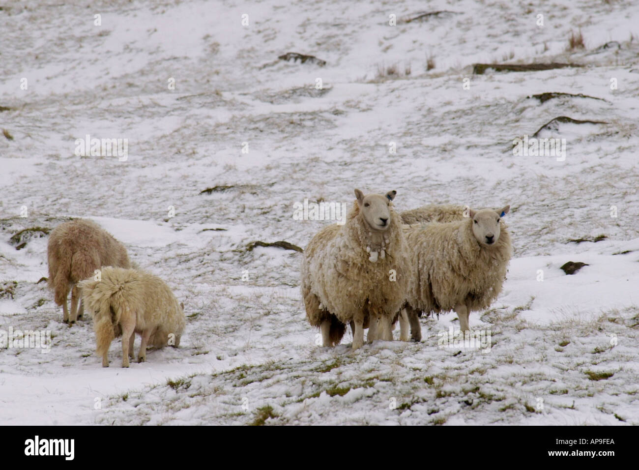 Hefted sheep hi-res stock photography and images - Alamy