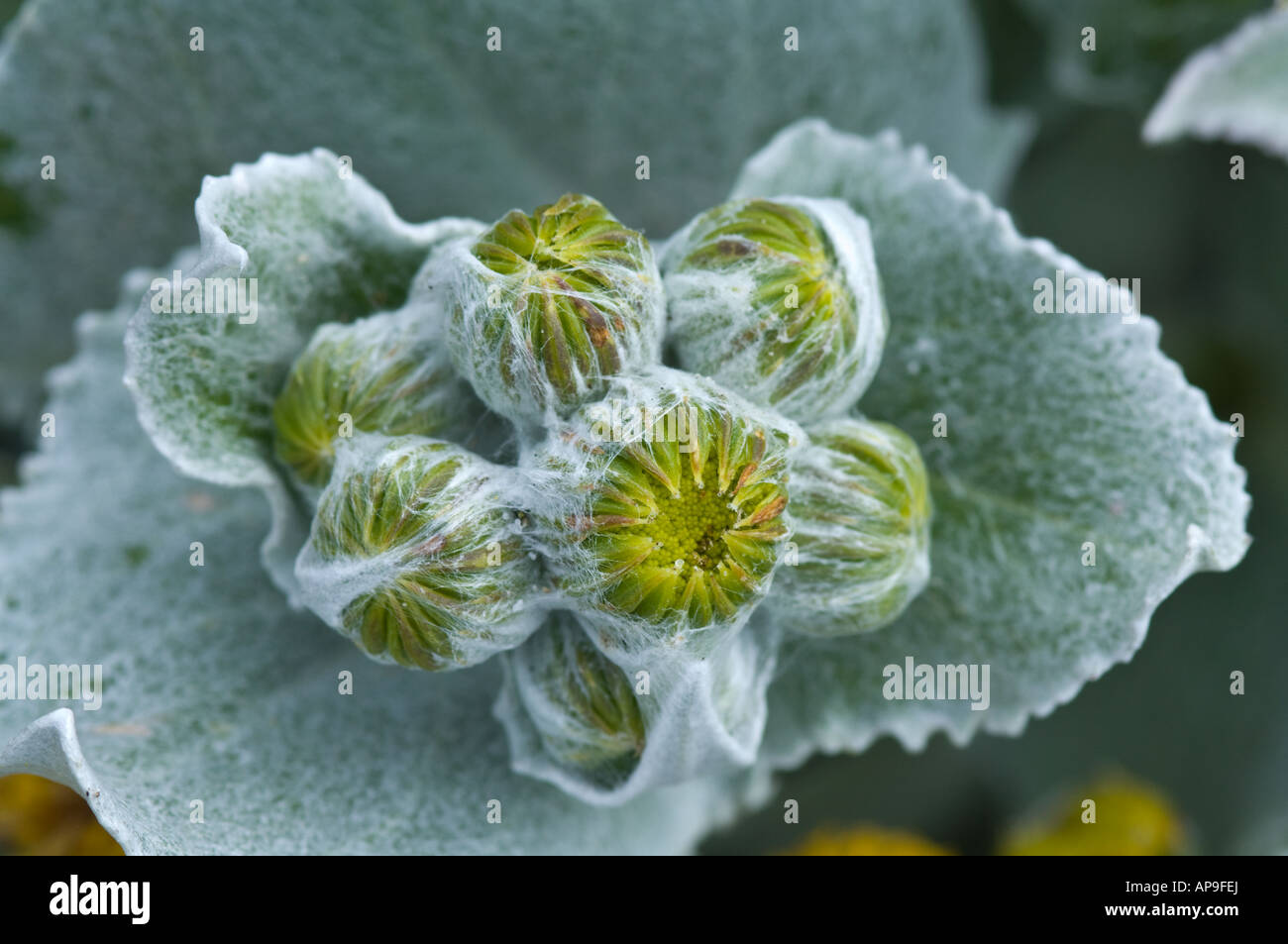 Sea cabbage Senecio candicans flowers on the shore of Shedder Pond ...