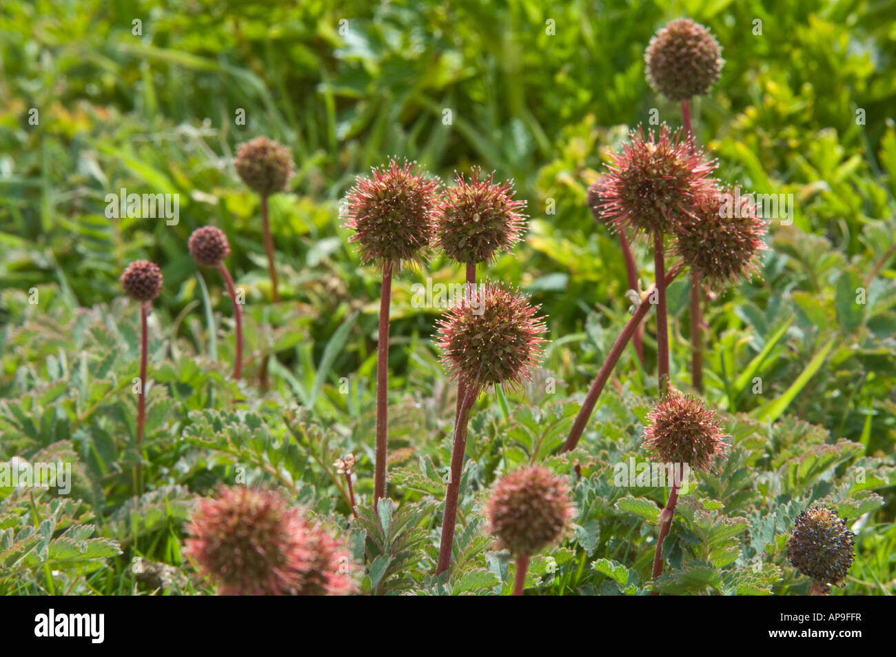 Prickly Burr or burnet (Acaena magellanica) fruits Shedder Pond area ...