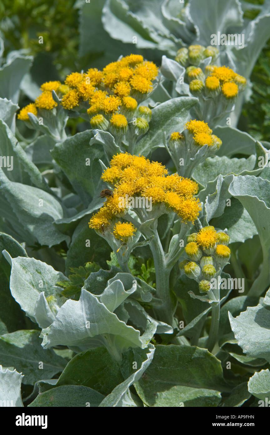 Sea Cabbage Stock Photos & Sea Cabbage Stock Images - Alamy