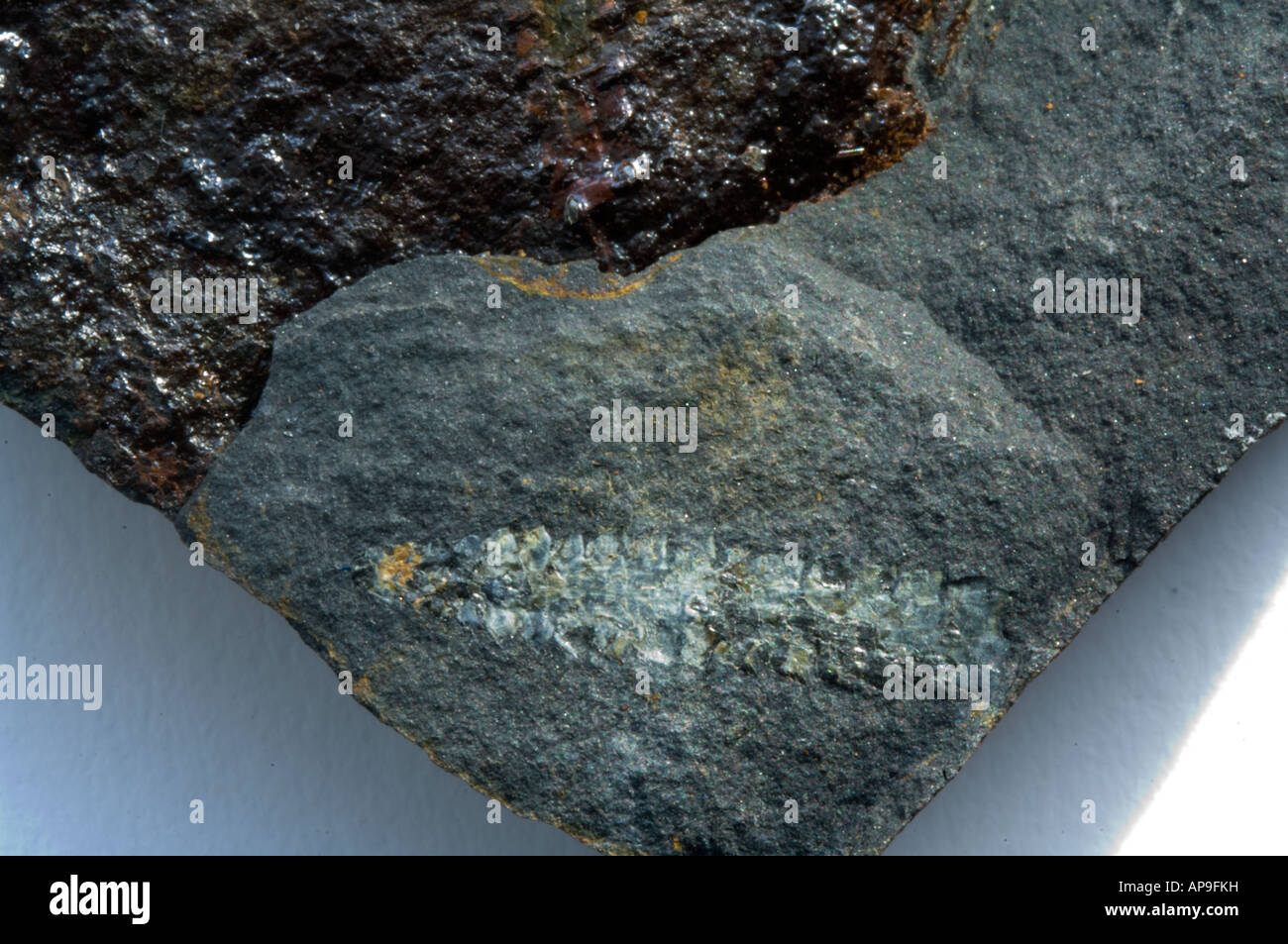 Graptolite hi-res stock photography and images - Alamy