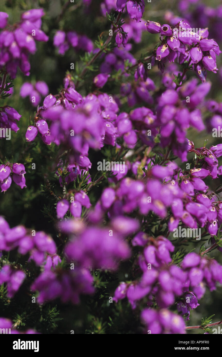 bell heather Erica cinerea Stock Photo - Alamy